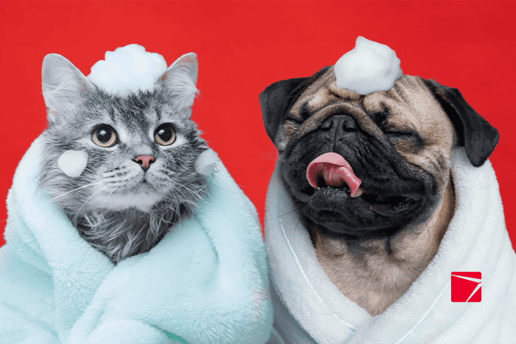 K&Pets: Recognizing Our Favourite Furry Friends - Kaiser & Partners